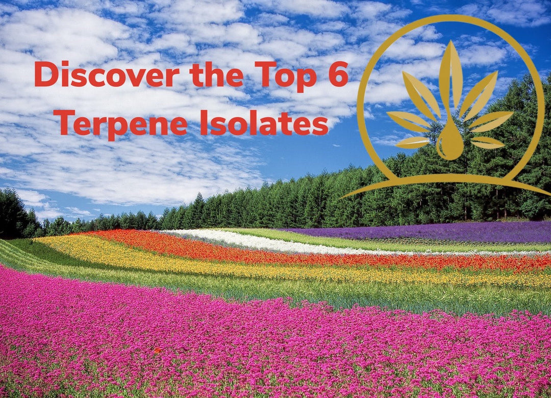 Top 6 Terpene Isolates! (5 minute read) – CannTerp Premium Terpenes